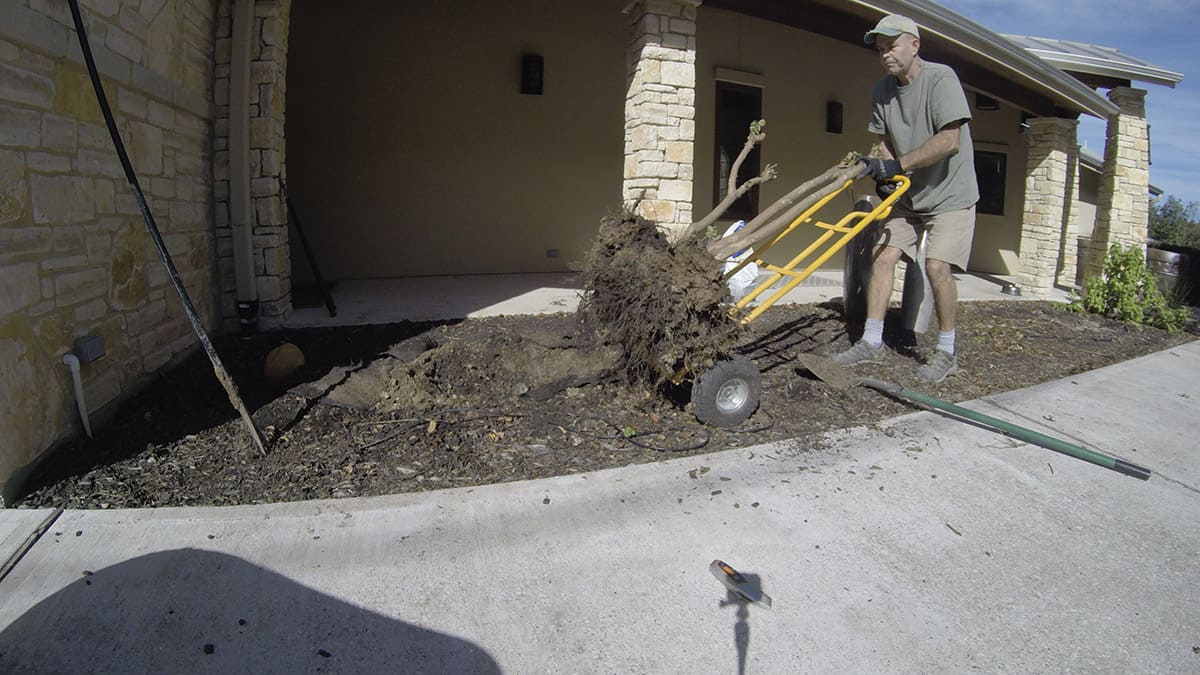 Transplanting Trees – Fix It How To Tips